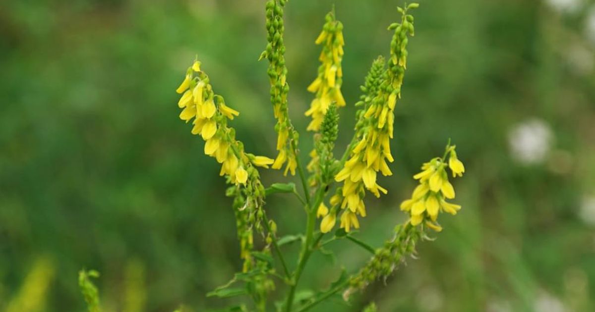 Melilotus